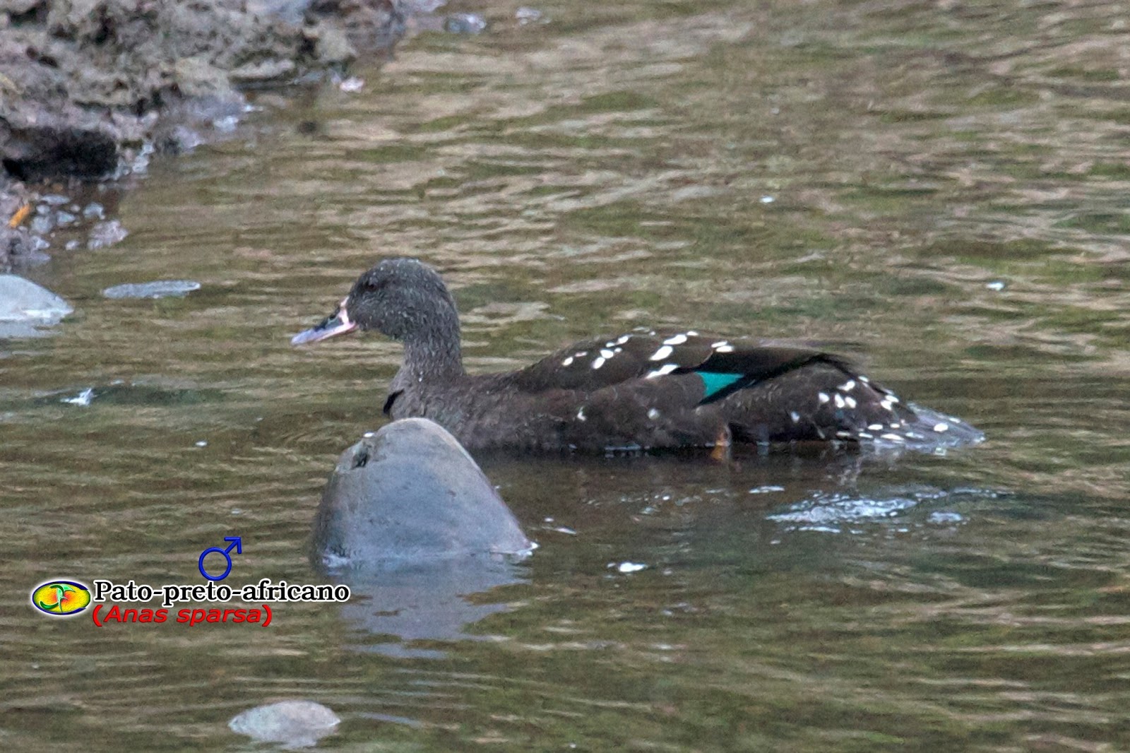 ORNITOLOGIA: Pato-preto-africano (Anas sparsa)